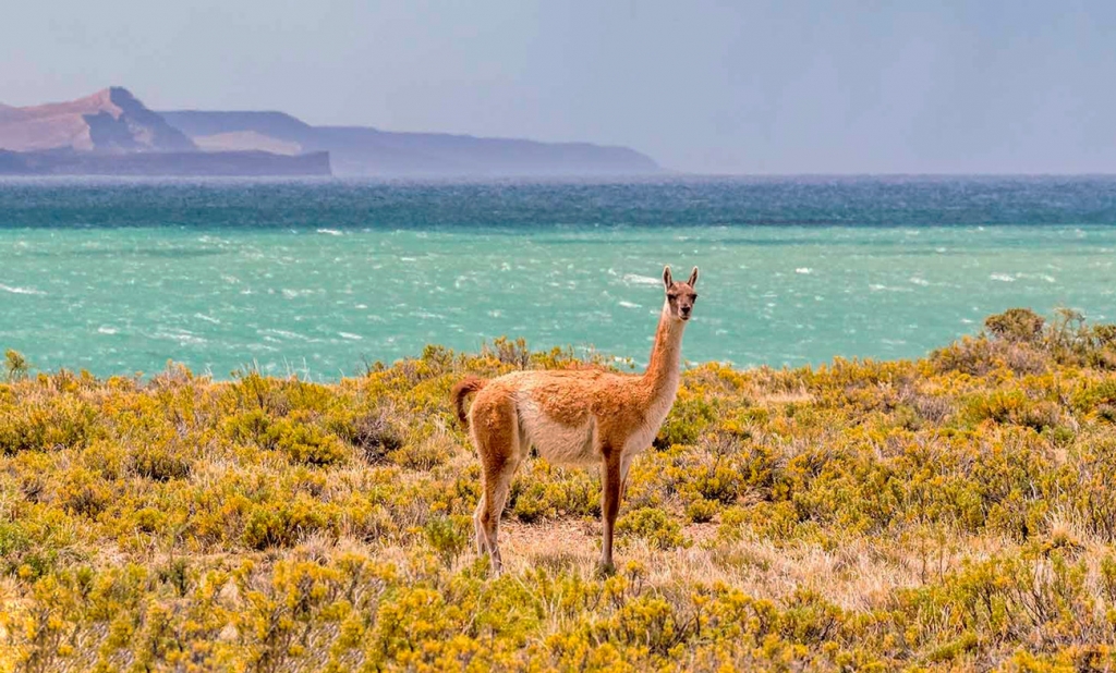 Monte León 4x4: Lobos y Pingüinos | Excursiones en El Calafate